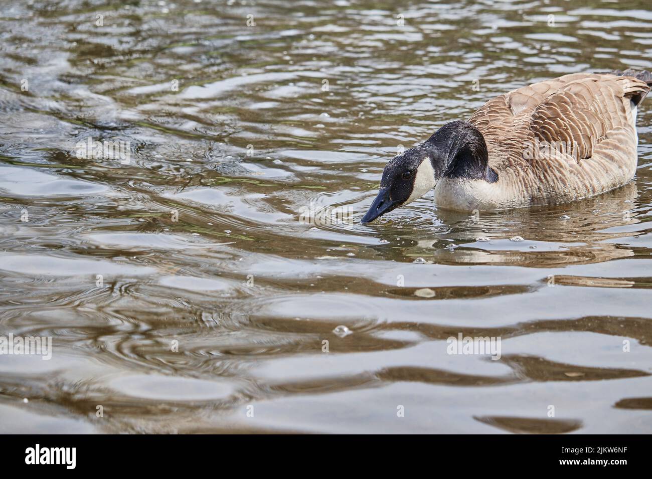Duck drinking water from pond animal wildlife hi-res stock photography ...