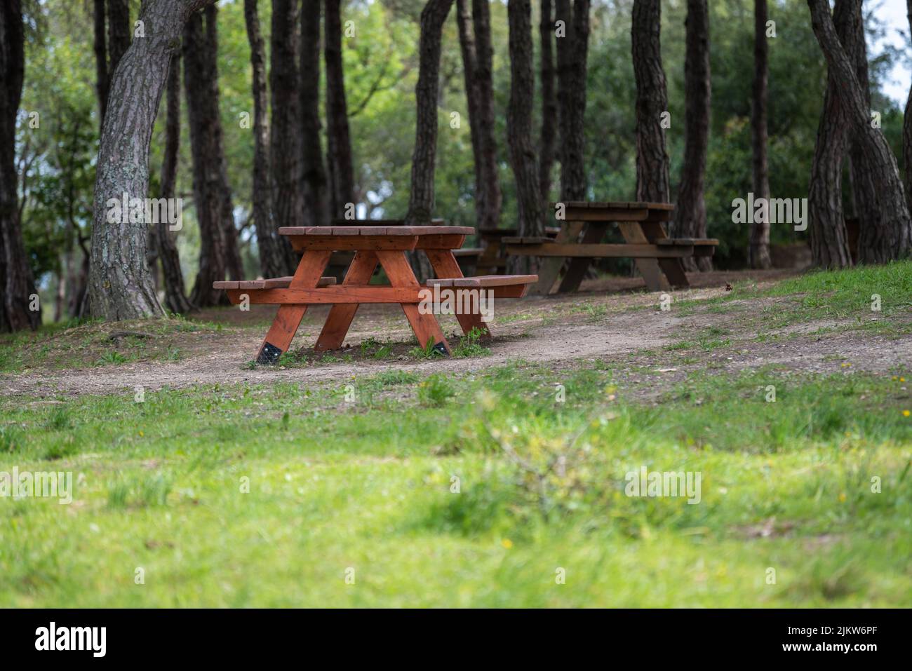 A wooden picnic table in the park with high trees Stock Photo - Alamy