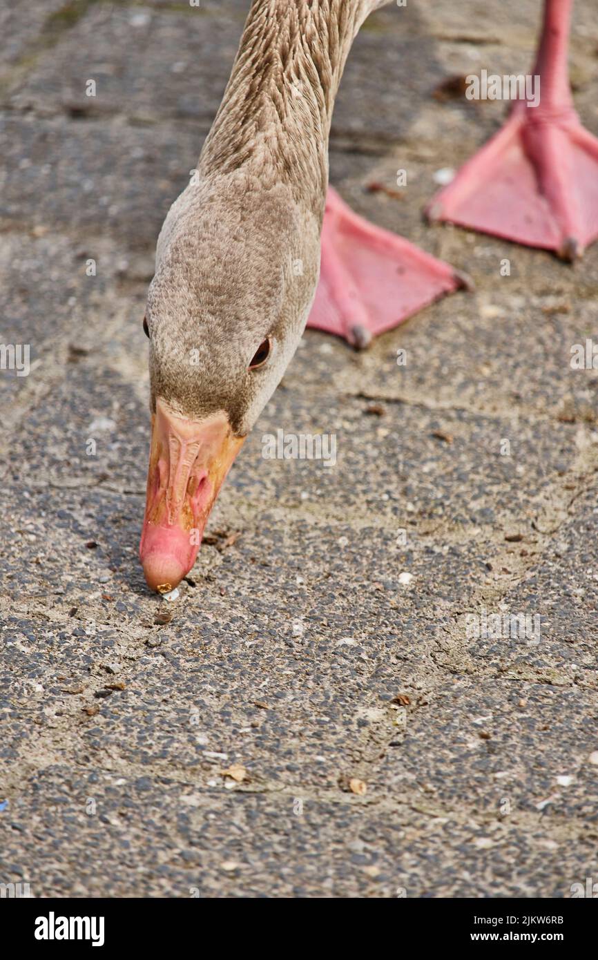 A goose eating the seeds on the ground Stock Photo - Alamy