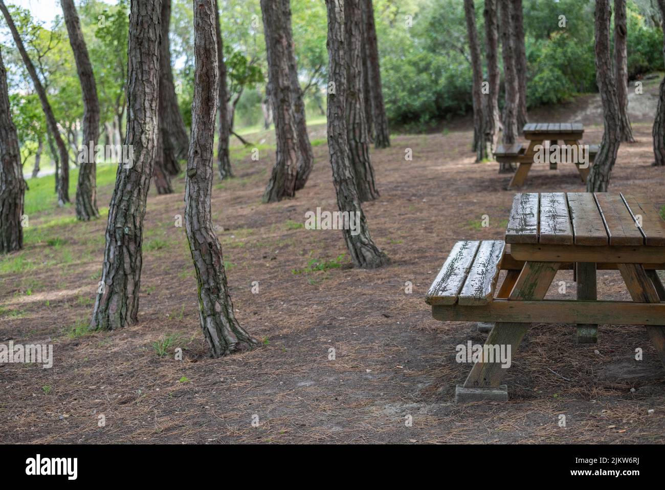 A wooden picnic tables in the park with high trees Stock Photo - Alamy