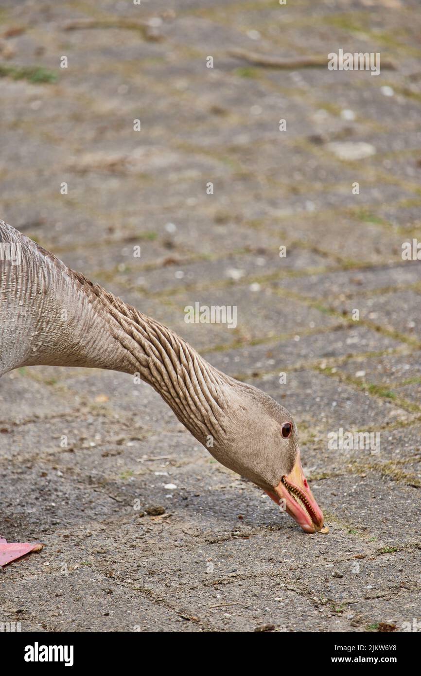 A goose eating the seeds on the ground Stock Photo - Alamy