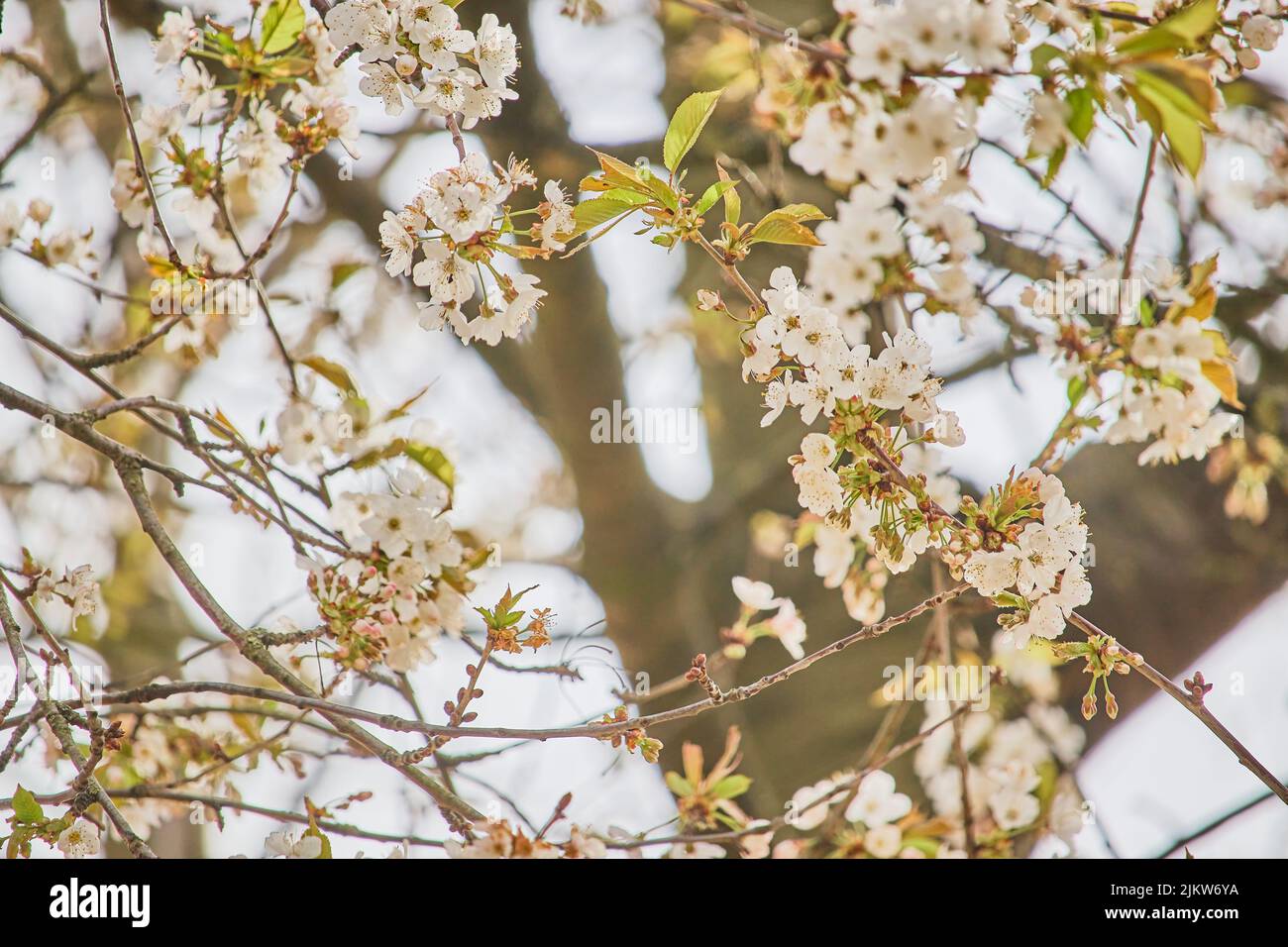 The blossom of the cherry tree in spring Stock Photo - Alamy