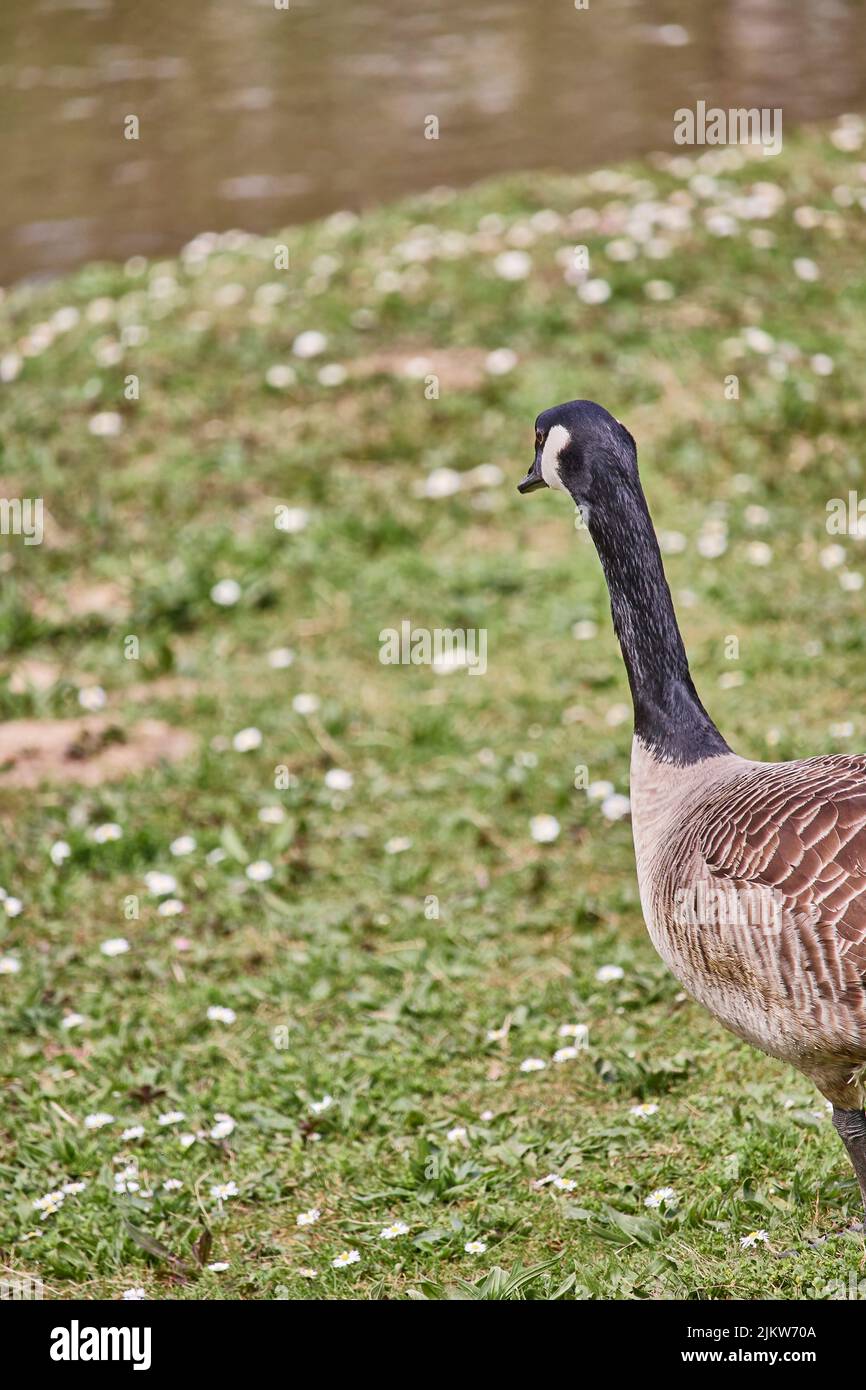 Plants wildlife hi-res stock photography and images - Alamy