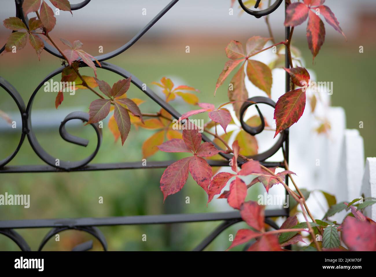 Vining plant with red leaves growing over a white wooden fence and ...