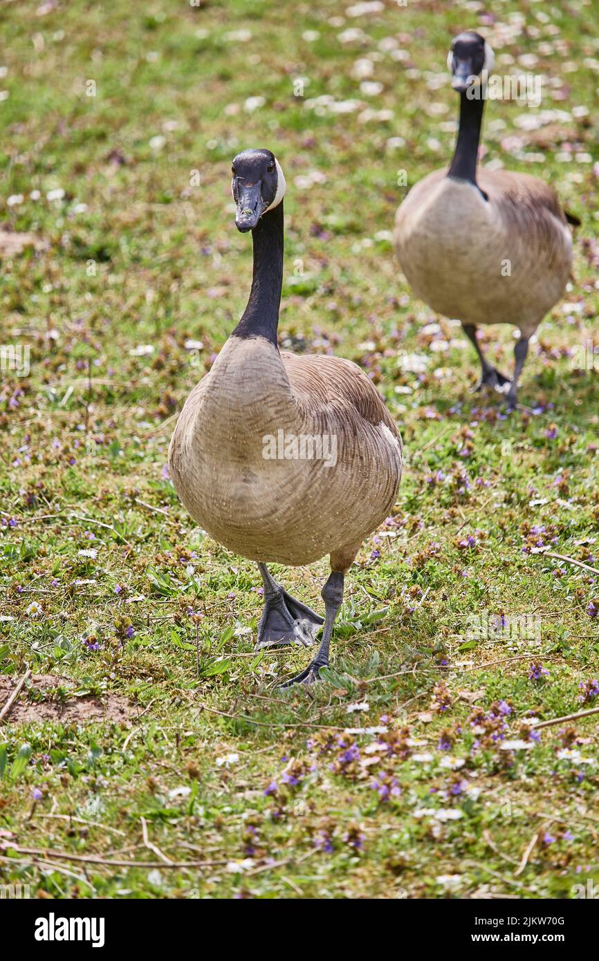 Neck wings hi-res stock photography and images - Alamy