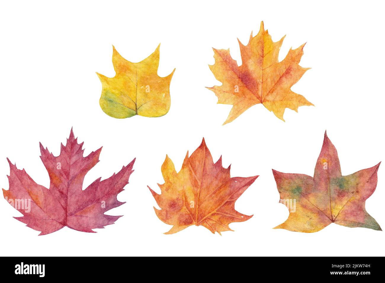 A drawing of autumn leaves isolated on white background Stock Photo - Alamy