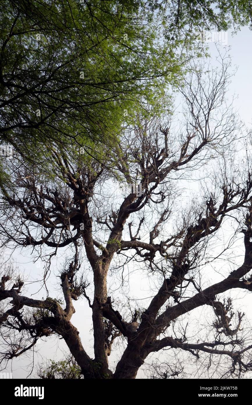 A Old leafless tree branches isolated on sky background, Juglans ...