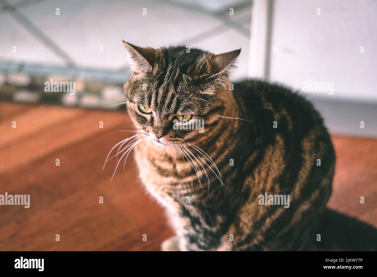 A grumpy cat with green eyes on a blurry background at home Stock Photo ...
