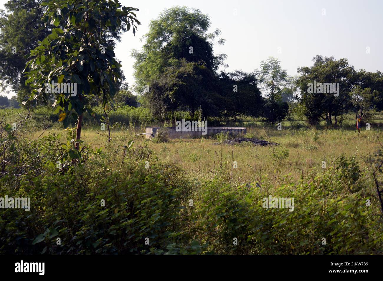 A Water well with green tree forest in india Stock Photo - Alamy