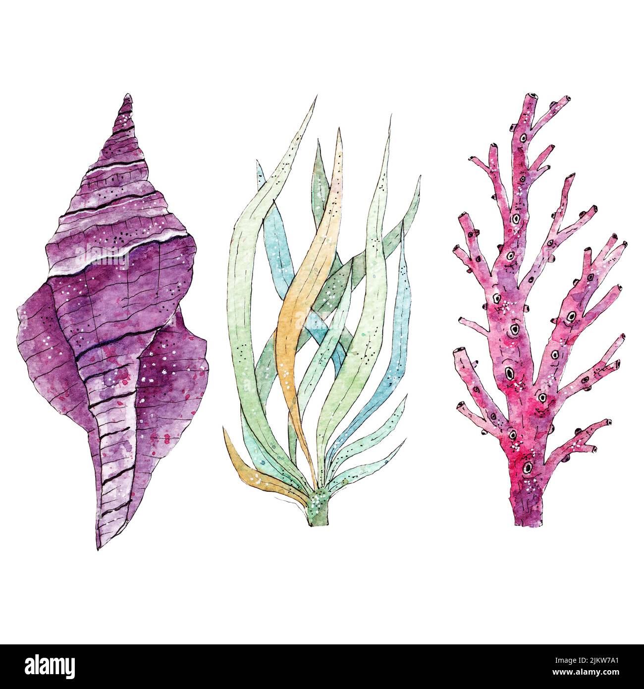 A beautiful drawing of three different seaweeds Stock Photo - Alamy