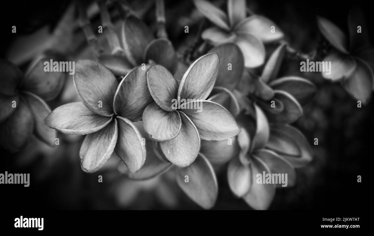 A grayscale of beautiful plumeria flowers in a garden Stock Photo - Alamy