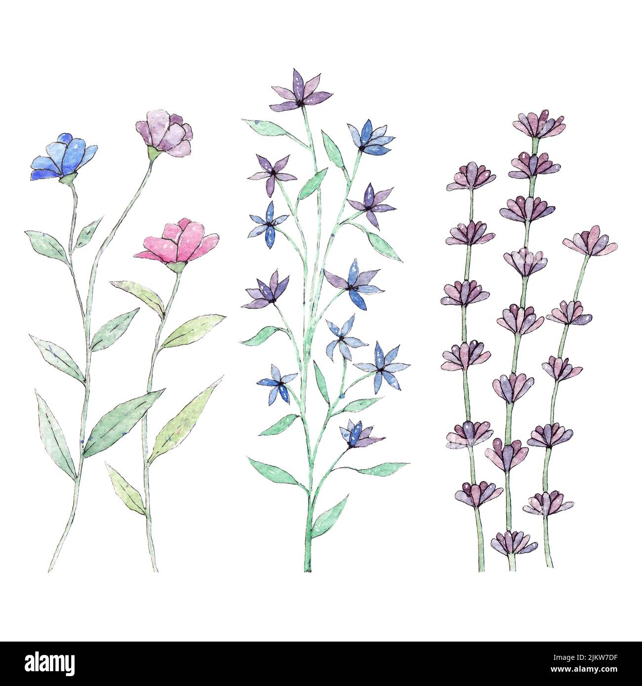 A beautiful drawing of three different flowers Stock Photo - Alamy