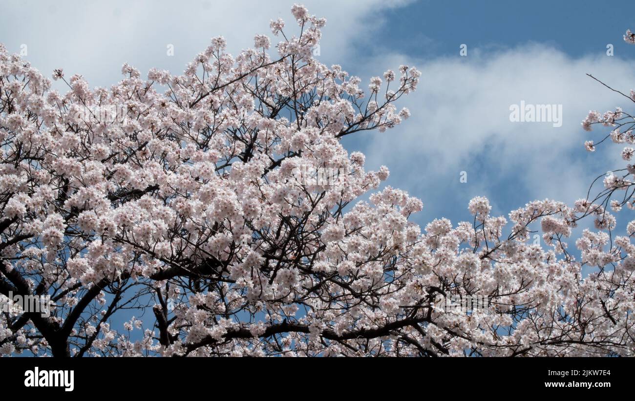 A flowering sakura tree in Kanagawa, Japan Stock Photo - Alamy
