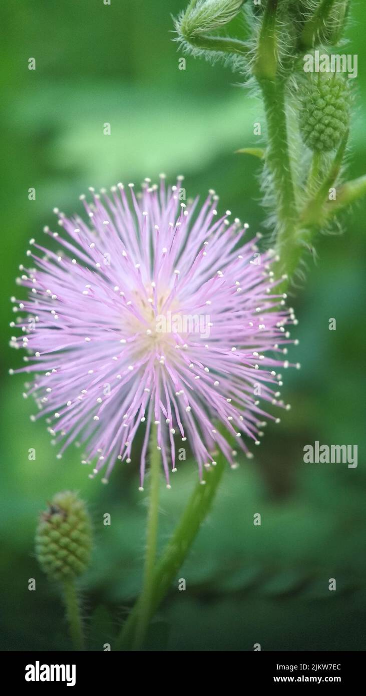 Putri malu atau Mimosa pudica adalah perdu pendek anggota suku polong ...