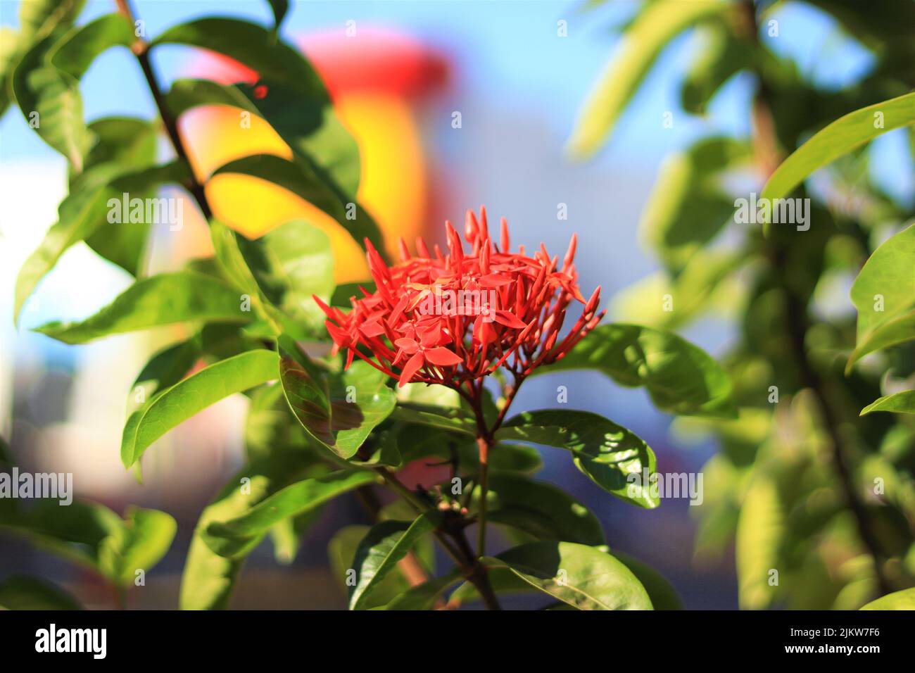 A closeup of a beautiful West Indian Jasmine flower growing in a garden ...