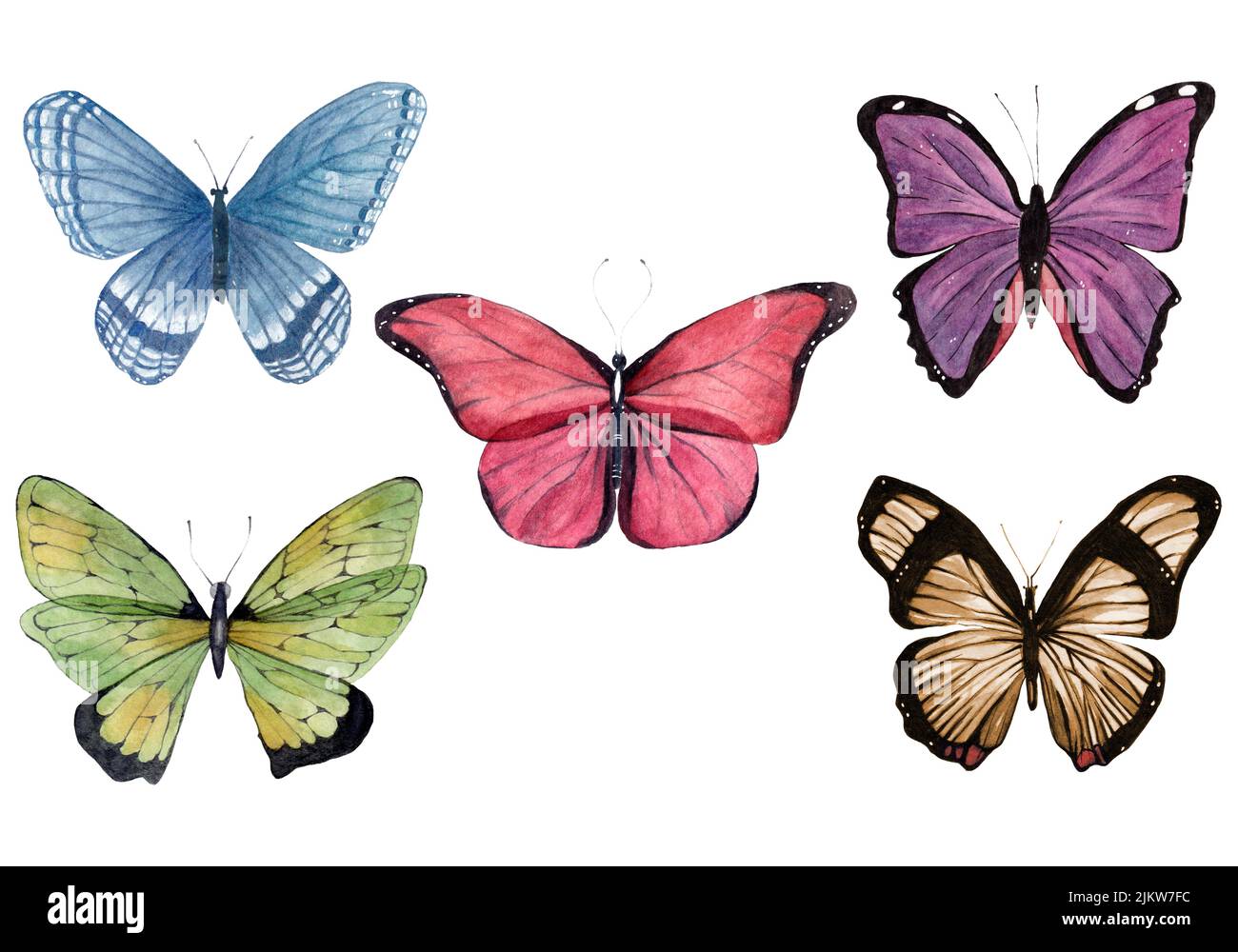 A beautiful drawing of five different butterflies Stock Photo - Alamy
