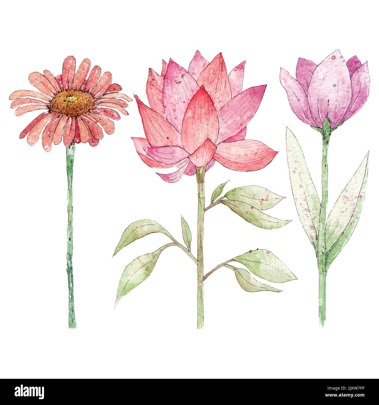 A beautiful drawing of three different pink and red flowers Stock Photo ...