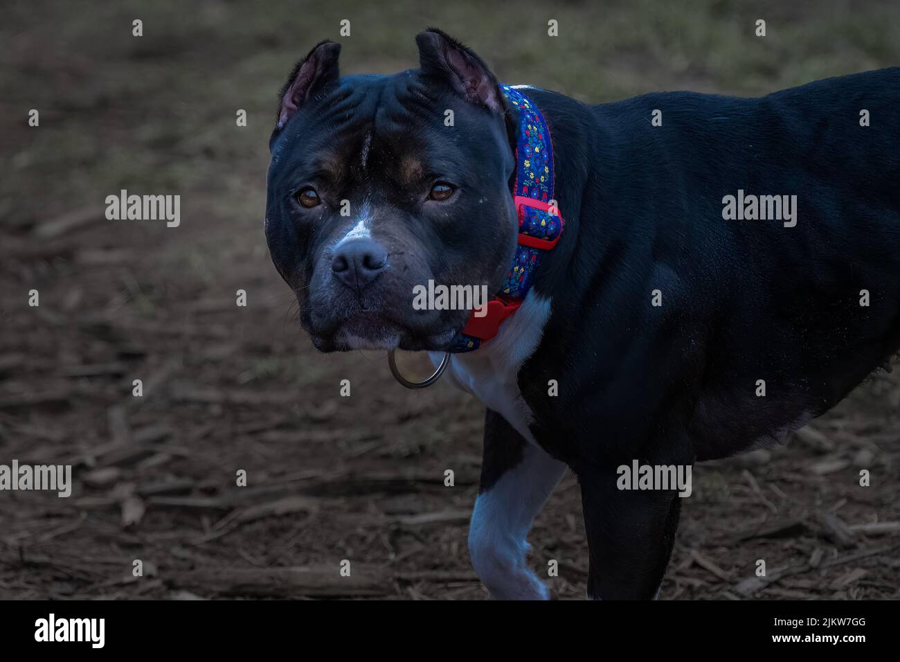 A BLACK AND WHITE STAFFORDSHIRE BULLTERRIER LOOKING DIRECTLY AT THE ...