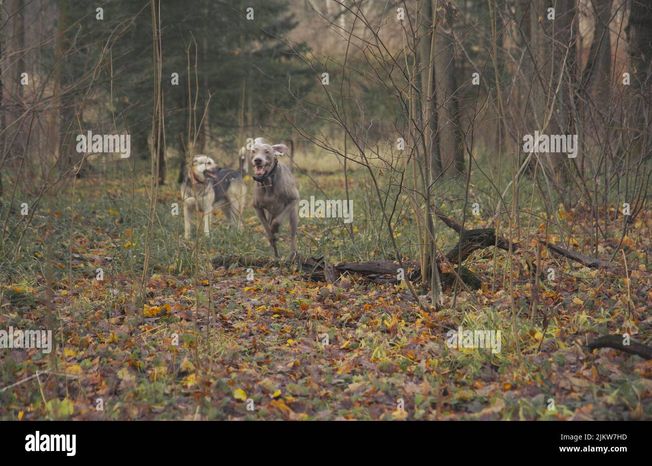 Two dogs cute paw hi-res stock photography and images - Alamy