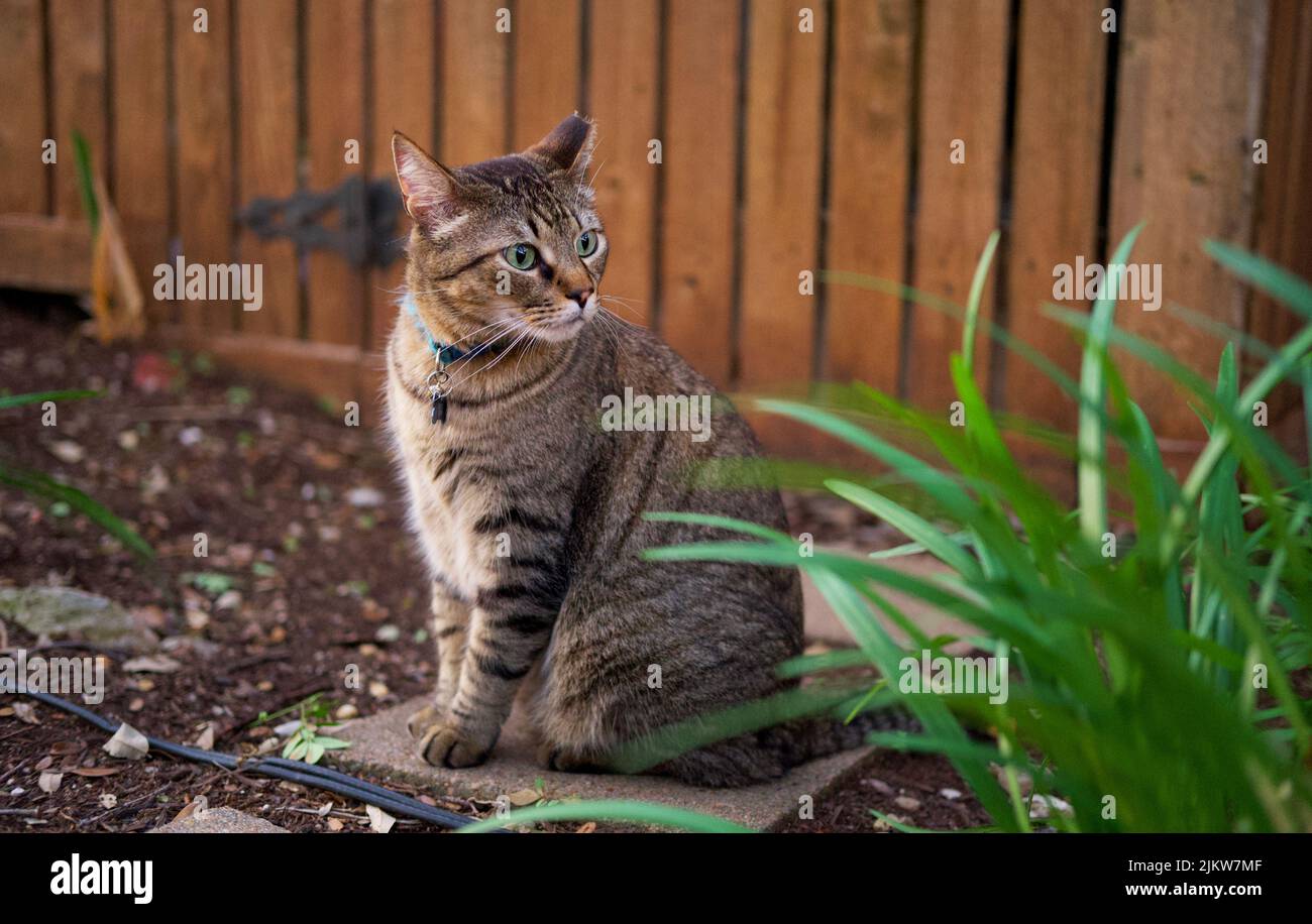 A cat with an intense stare and beautiful eyes outside Stock Photo - Alamy