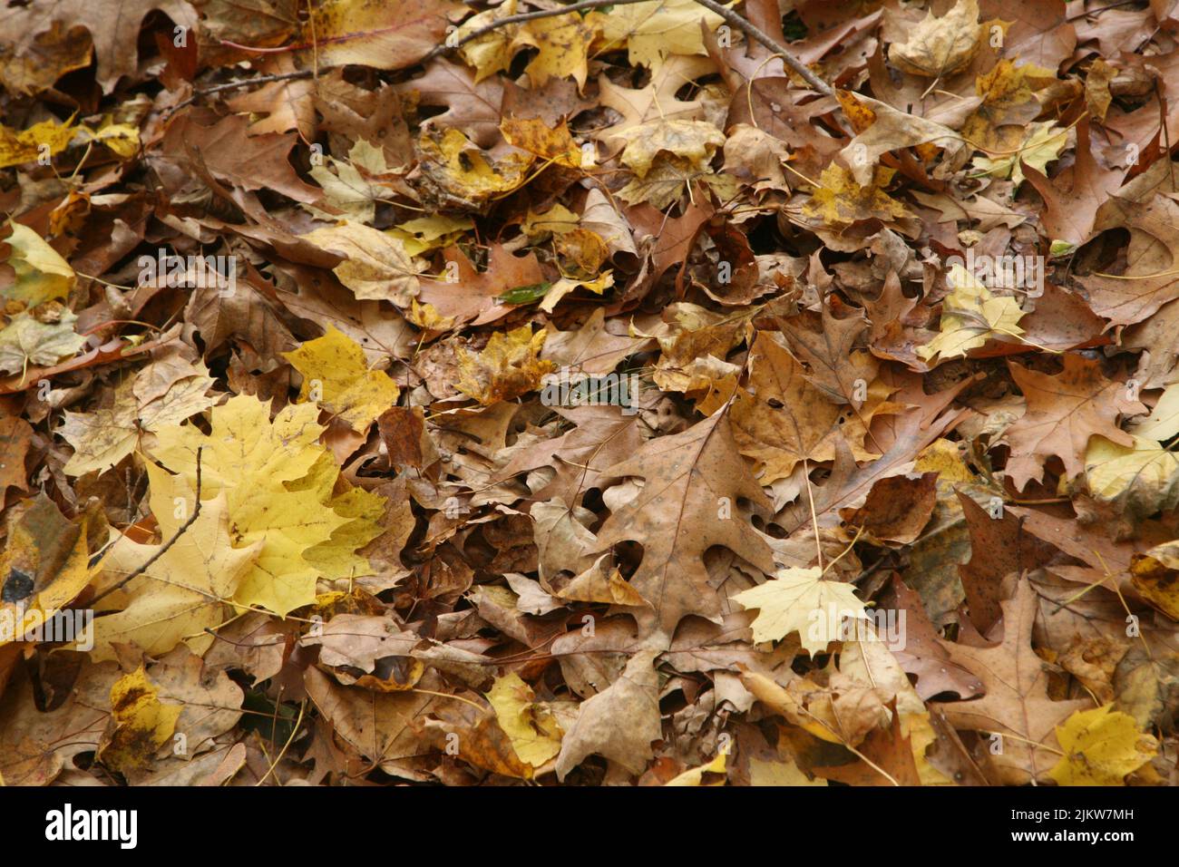 A closeup of a pile of leaves on the ground Stock Photo - Alamy