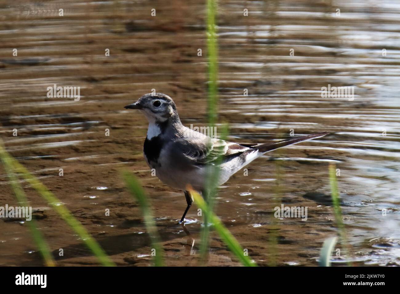 A lone white wagtail bird on a shallow river with green grass ...