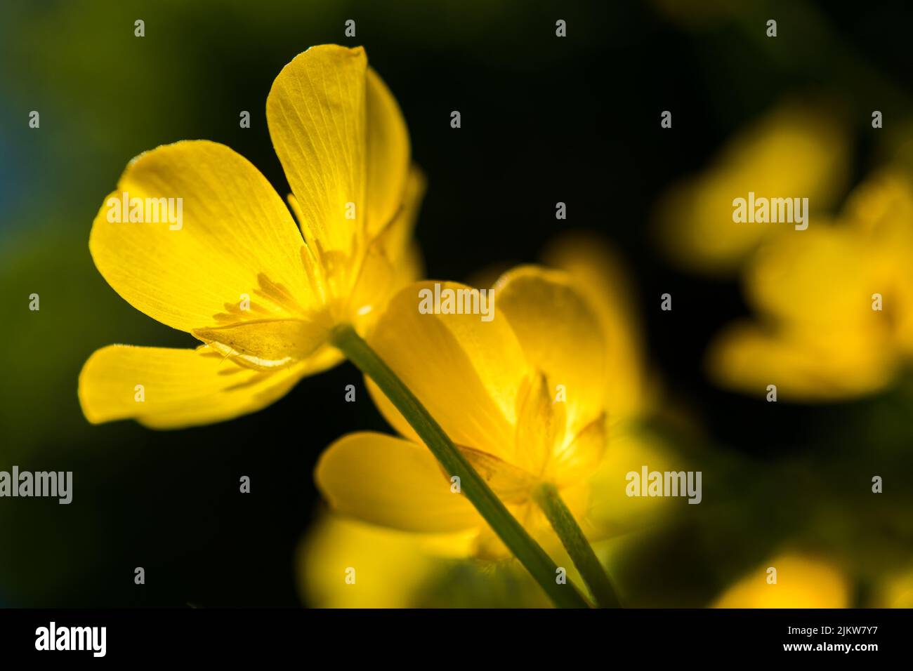 Buttercup flowers provide a vibrant yellow display during the spring ...