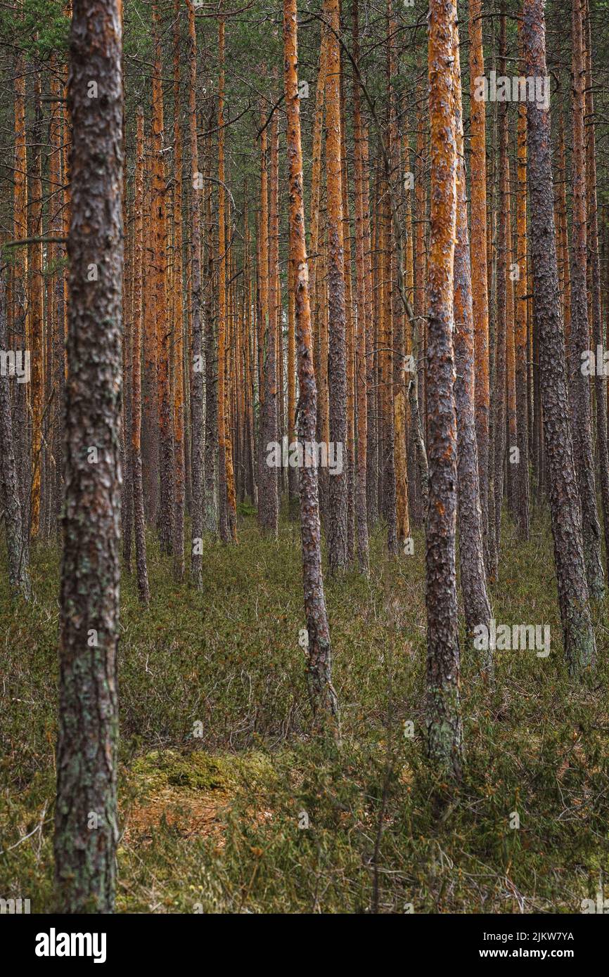 Pine trees on a swamp Stock Photo - Alamy