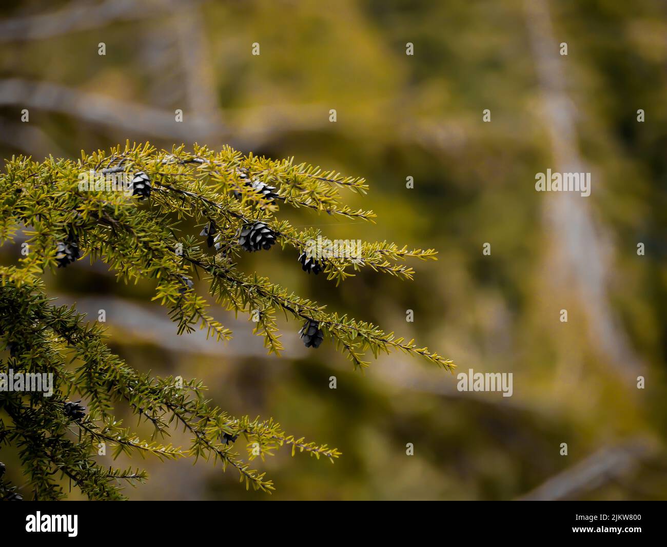 Small plant cones hi-res stock photography and images - Alamy