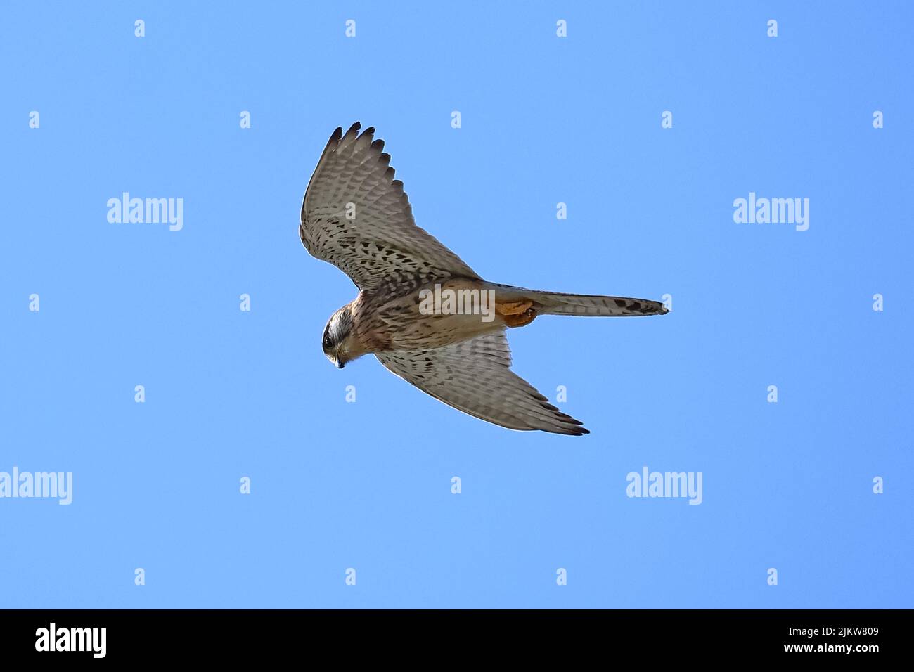 A low angle shot of a common kestrel flying under a clear blue sky ...