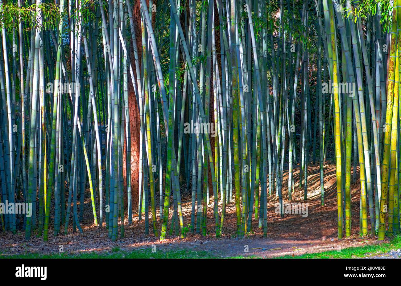 Bamboo forest sunset hi-res stock photography and images - Alamy