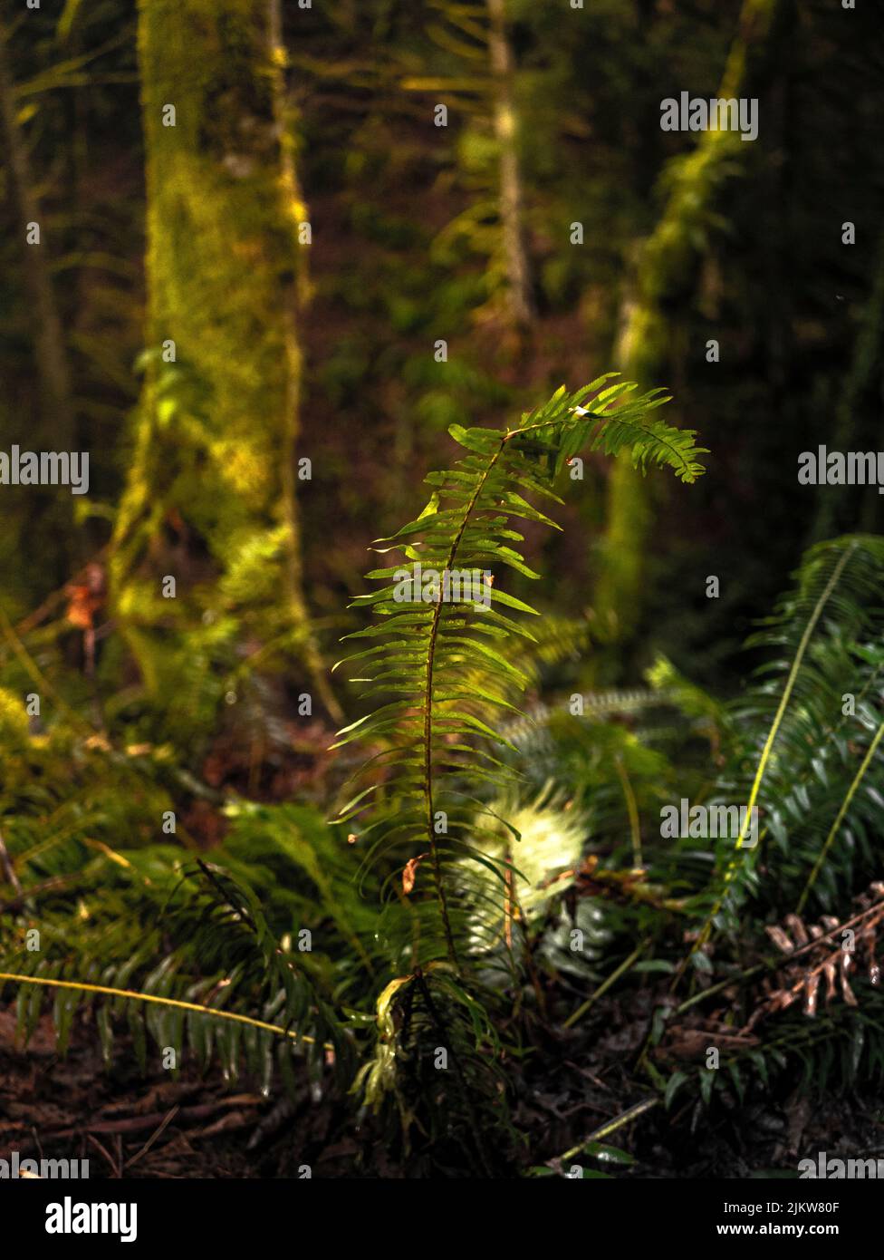 A vertical shot of ferns growing inside the Pacific Northwest Forest in ...