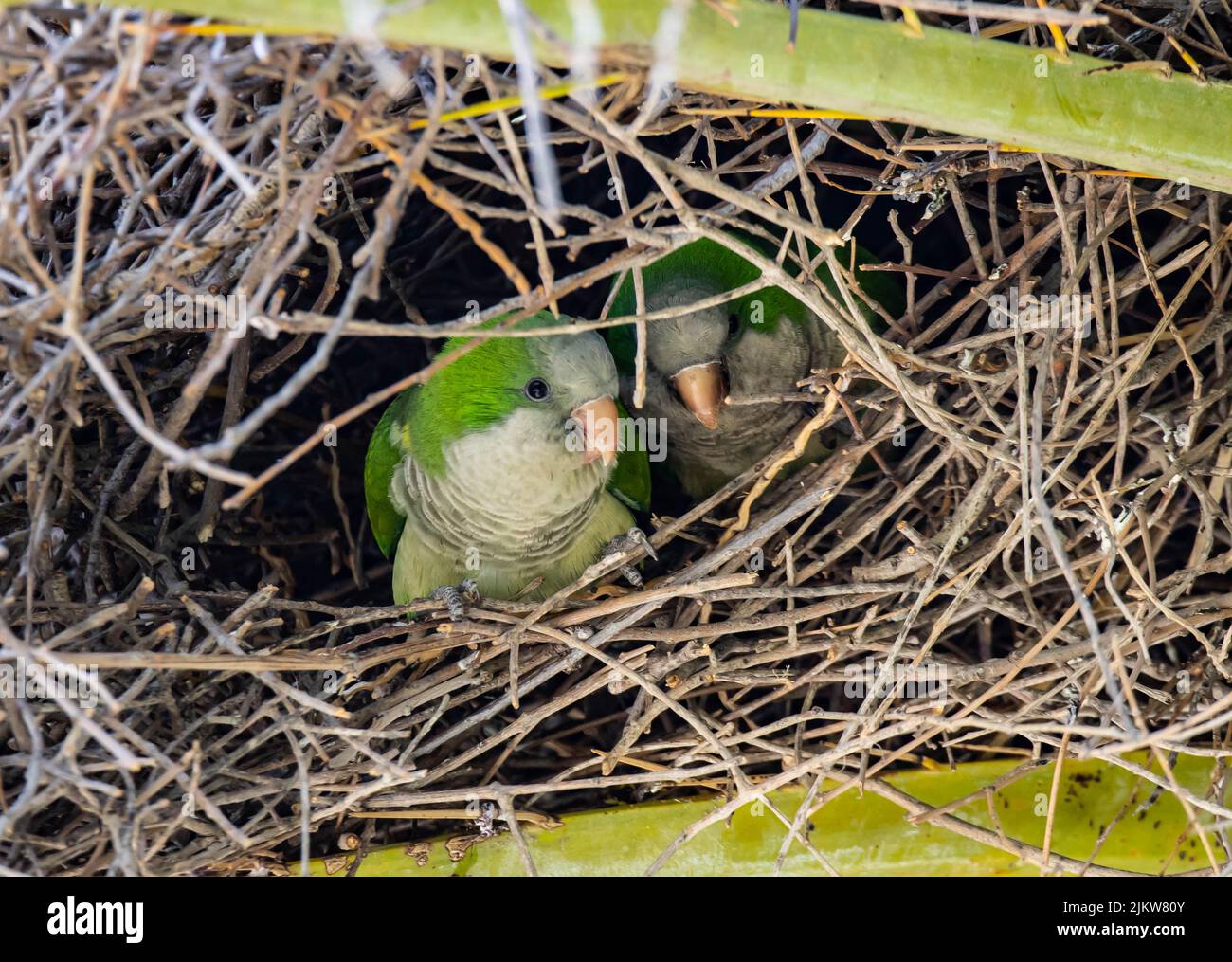 Quaker parrot hi-res stock photography and images - Alamy