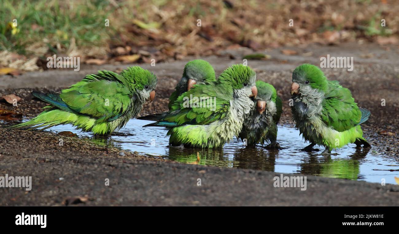 A flock of monk parakeets drinking water from a puddle on the ground ...