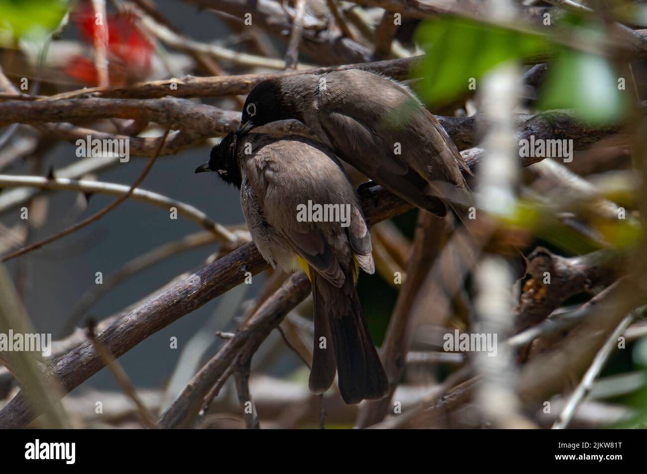A couple of yellow-tailed bulbul birds perching on a tree branch ...