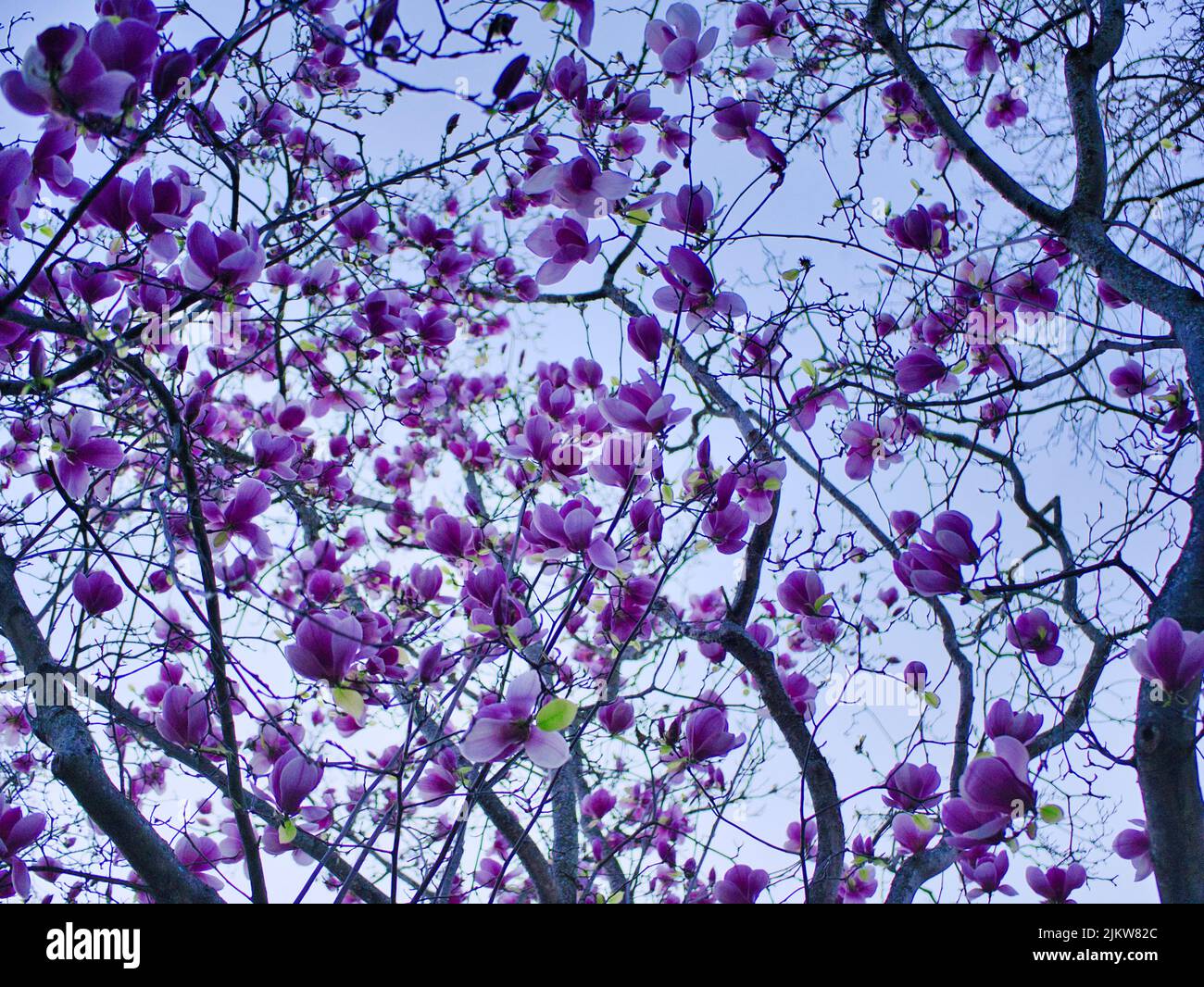 Purple sakura flowers hi-res stock photography and images - Alamy