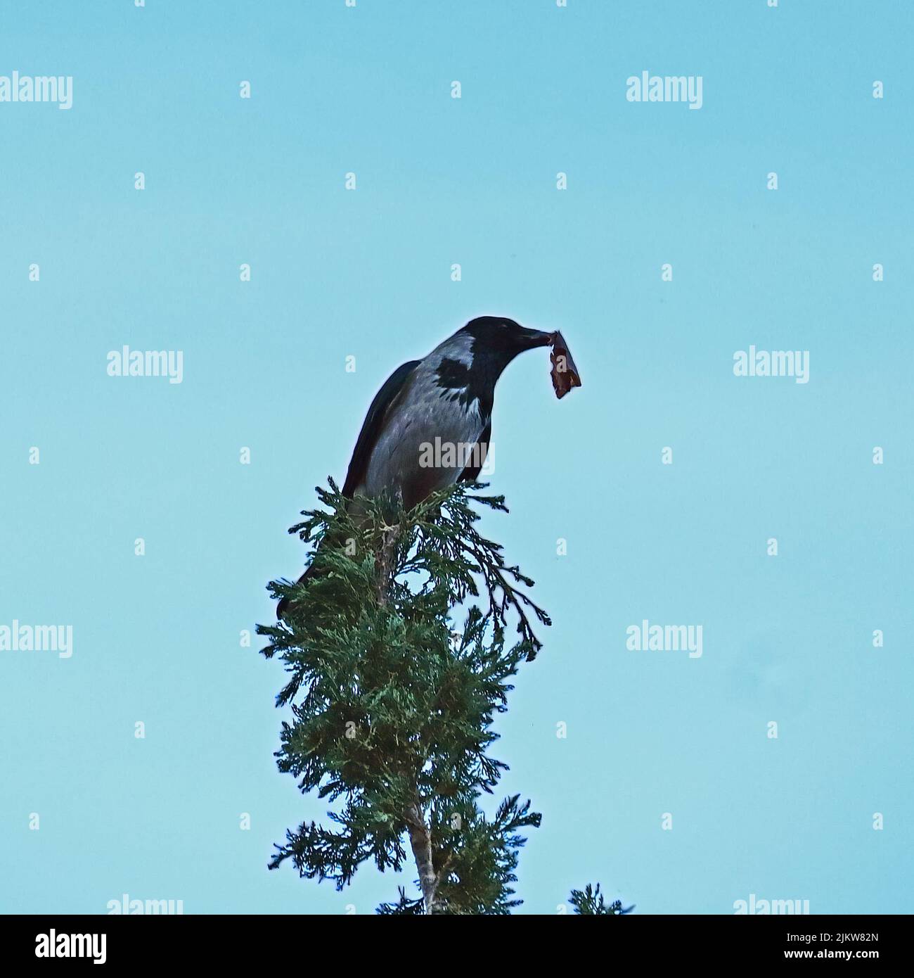 A lone gray crow with prey on its beak perching on top of a tree Stock ...