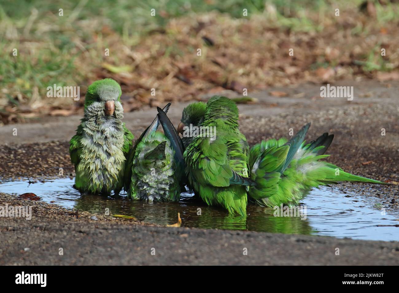 A flock of monk parakeets taking a bath in a puddle of water on the ...