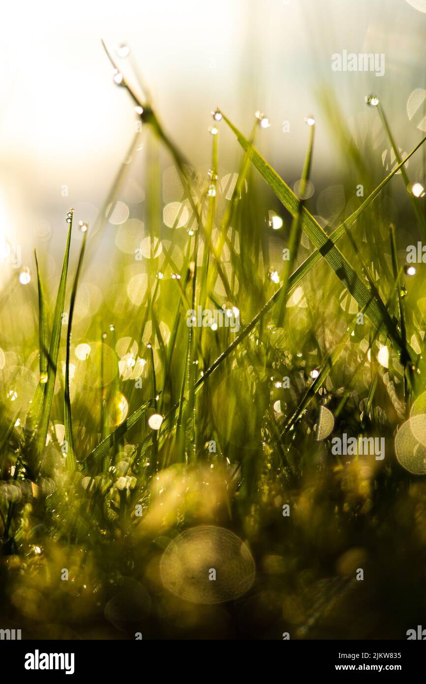 Morning dew on the grass Stock Photo - Alamy