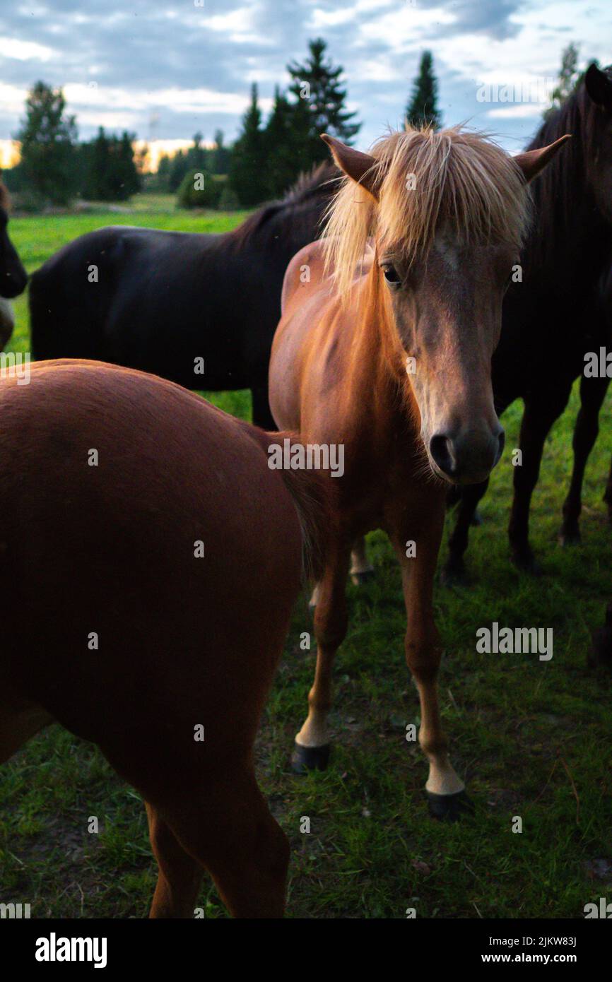Horses are mammals who keep tight Stock Photo - Alamy Horses are mammals who keep tight Stock Photo - Alamy