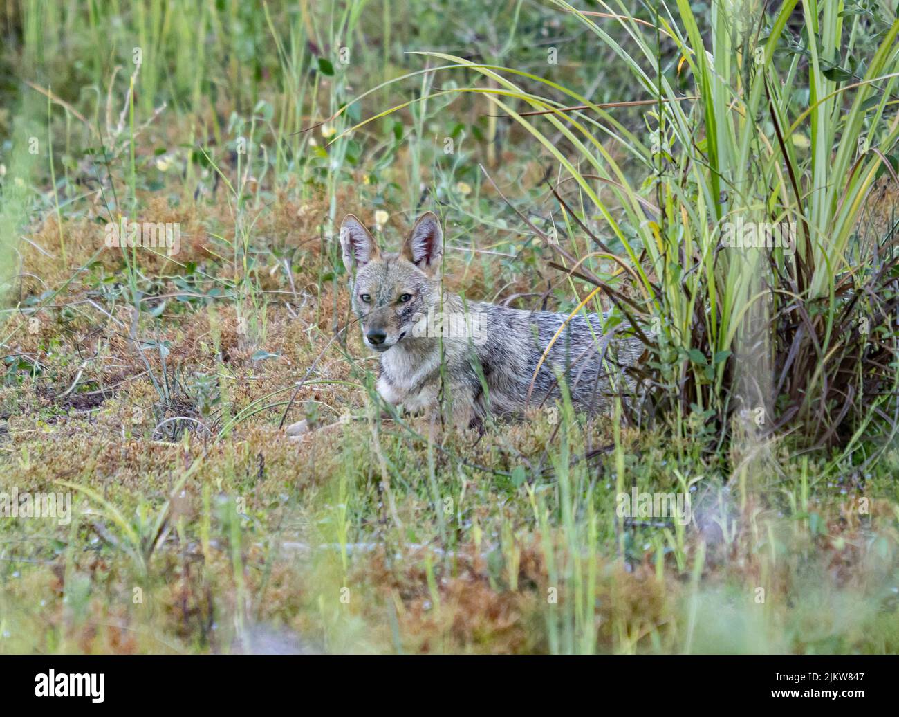 Jackal head hi-res stock photography and images - Alamy