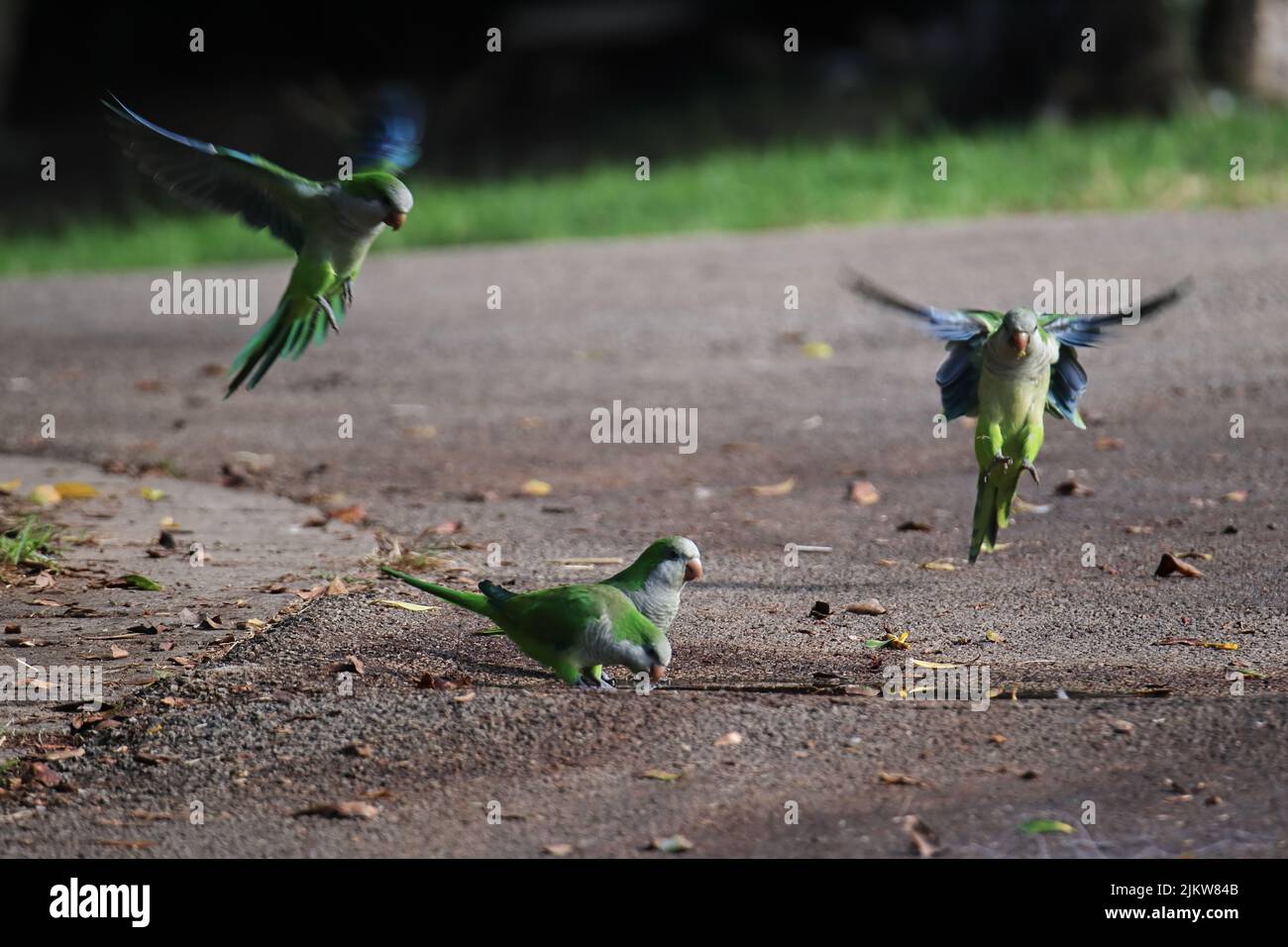 Quaker parrot hi-res stock photography and images - Alamy