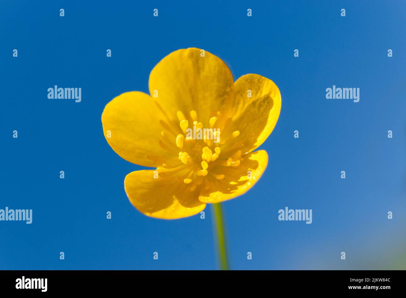 Buttercup flowers provide a vibrant yellow display during the spring ...