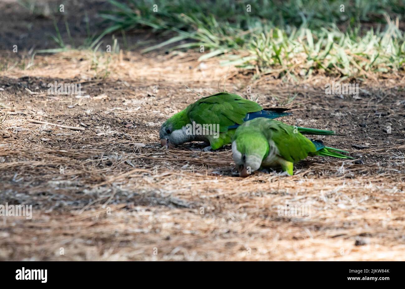 Quaker parrot hi-res stock photography and images - Alamy