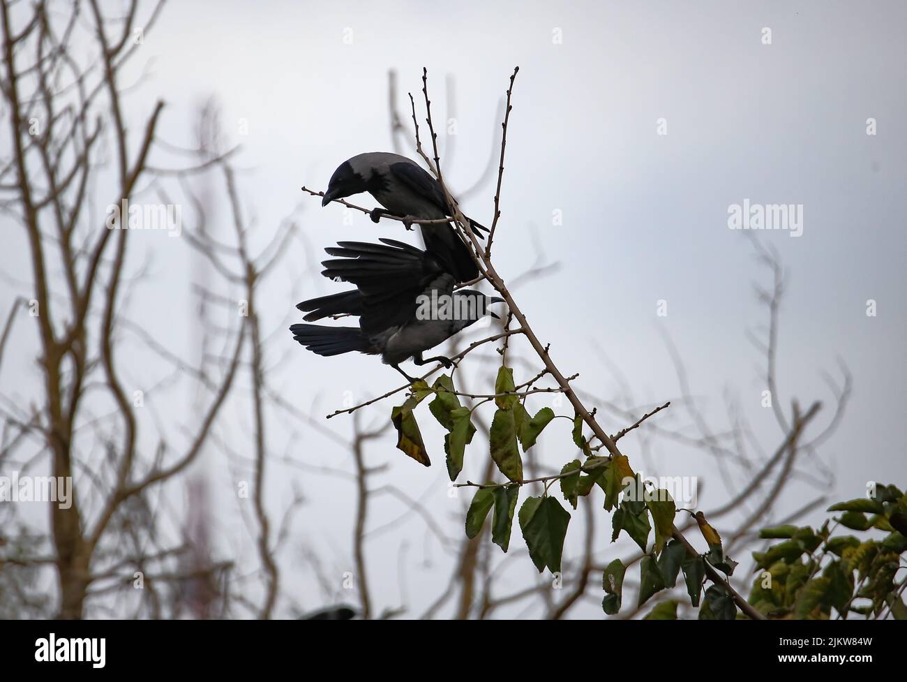 Crows and tree hi-res stock photography and images - Alamy