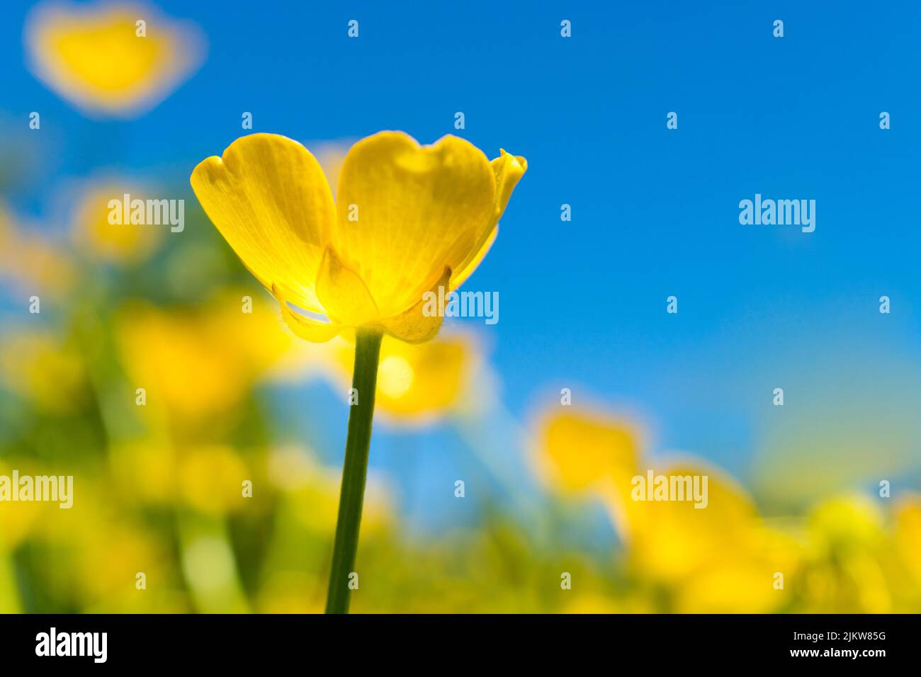 Buttercup flowers provide a vibrant yellow display during the spring ...