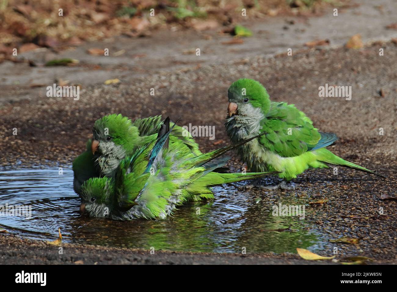 A flock of monk parakeets drinking water from a puddle on the ground ...