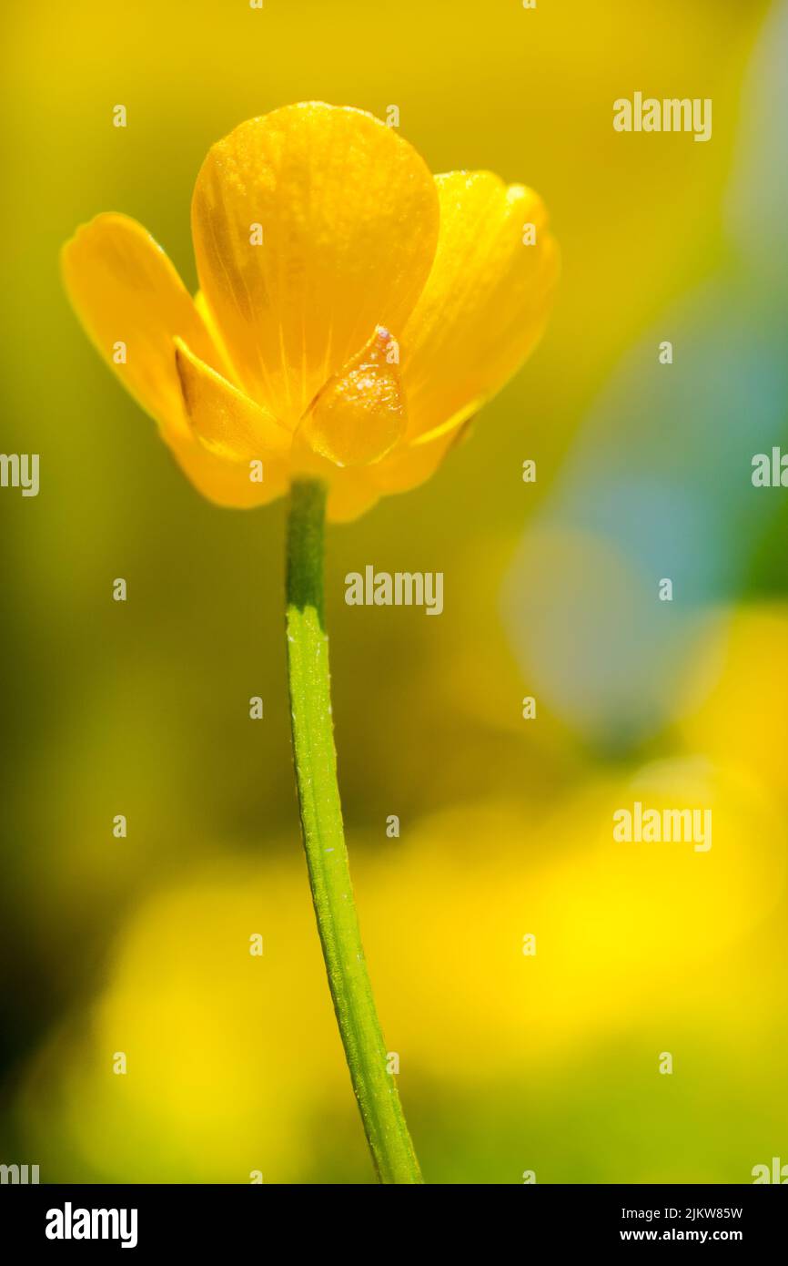 Buttercup flowers provide a vibrant yellow display during the spring ...