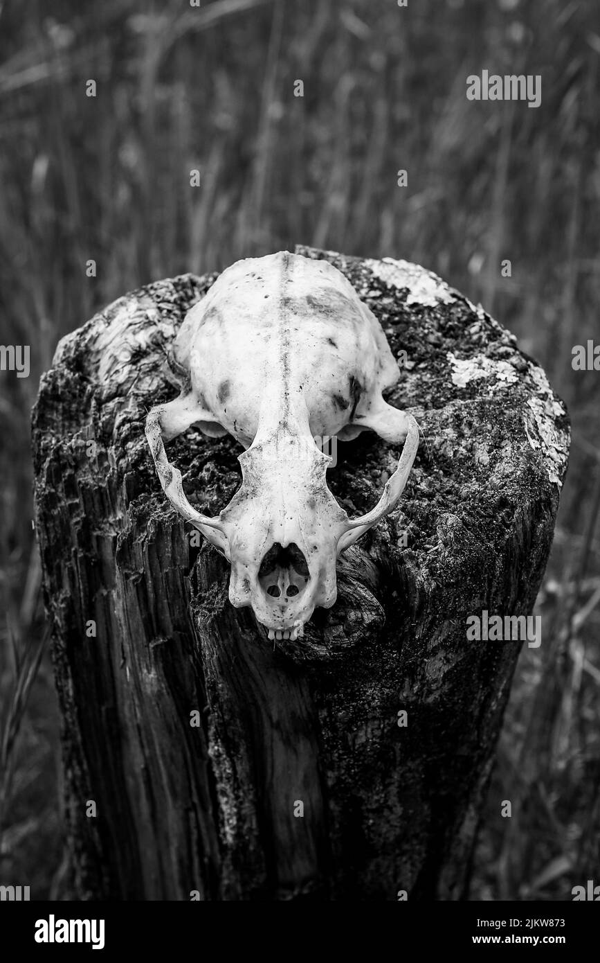 Animal skull teeth hi-res stock photography and images - Alamy