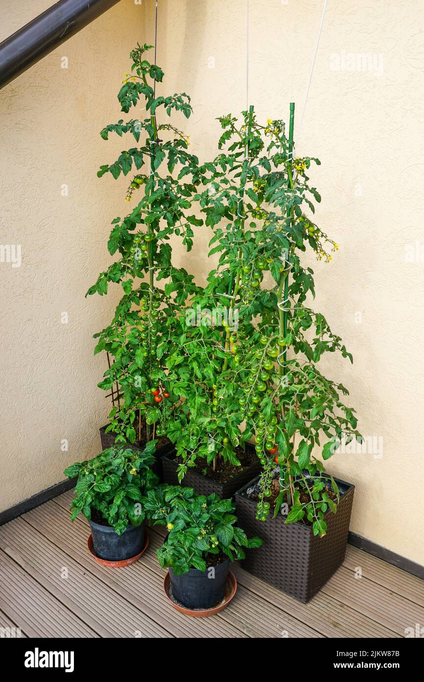 Ecological cherry tomatoes grow and ripen in pots on the balcony of an apartment building Stock ...